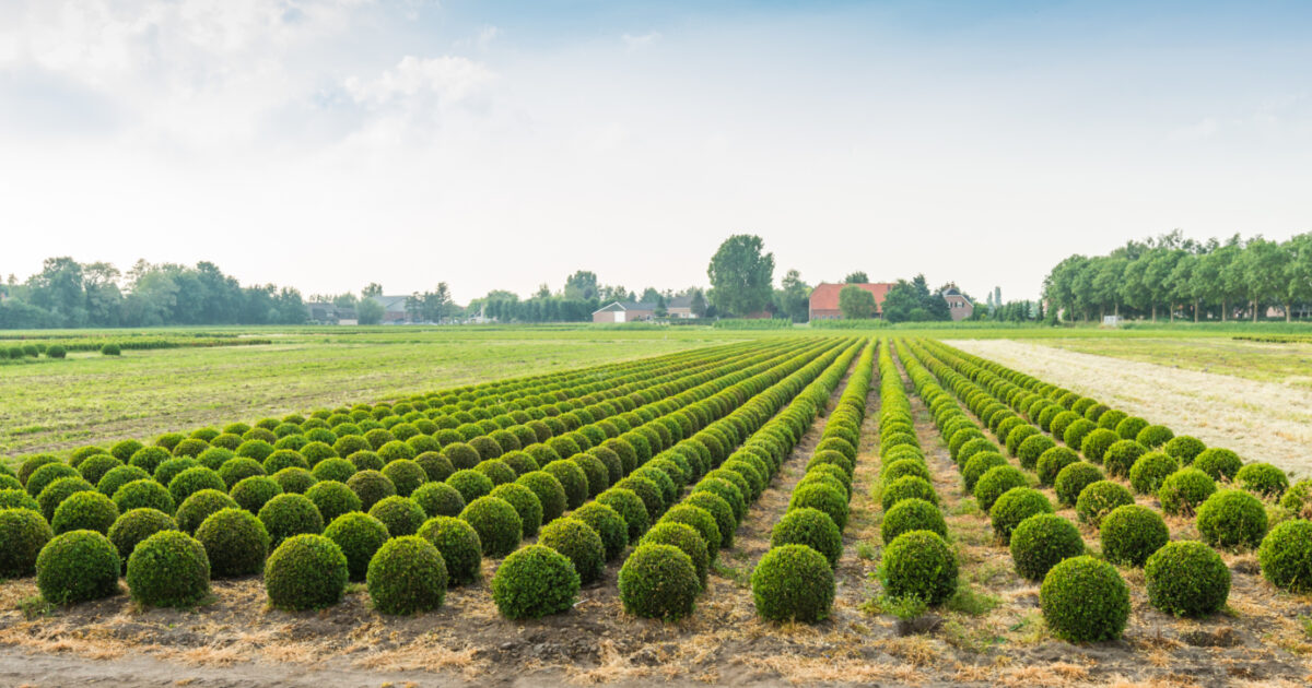 Black Gypsum DG® | The Andersons Professional Turf & Ornamental